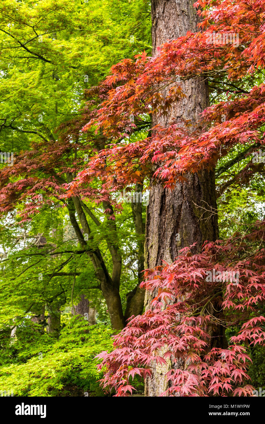 Japanese Maple tree in Portland's Crystal Springs Rhododendron Garden ...