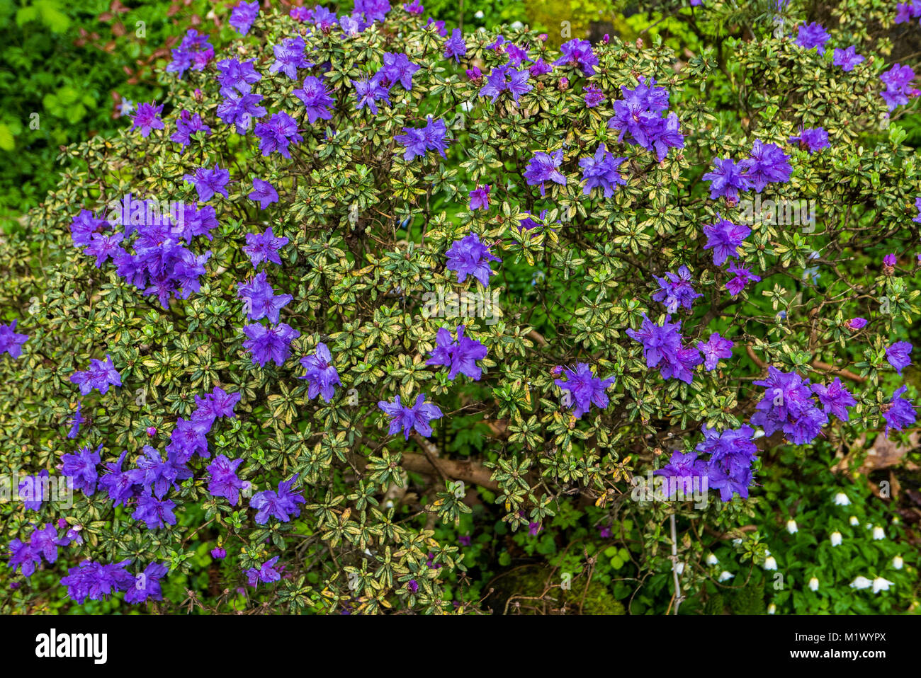 Azaleas in Portland's Crystal Springs Rhododendron Garden, Oregon Stock ...