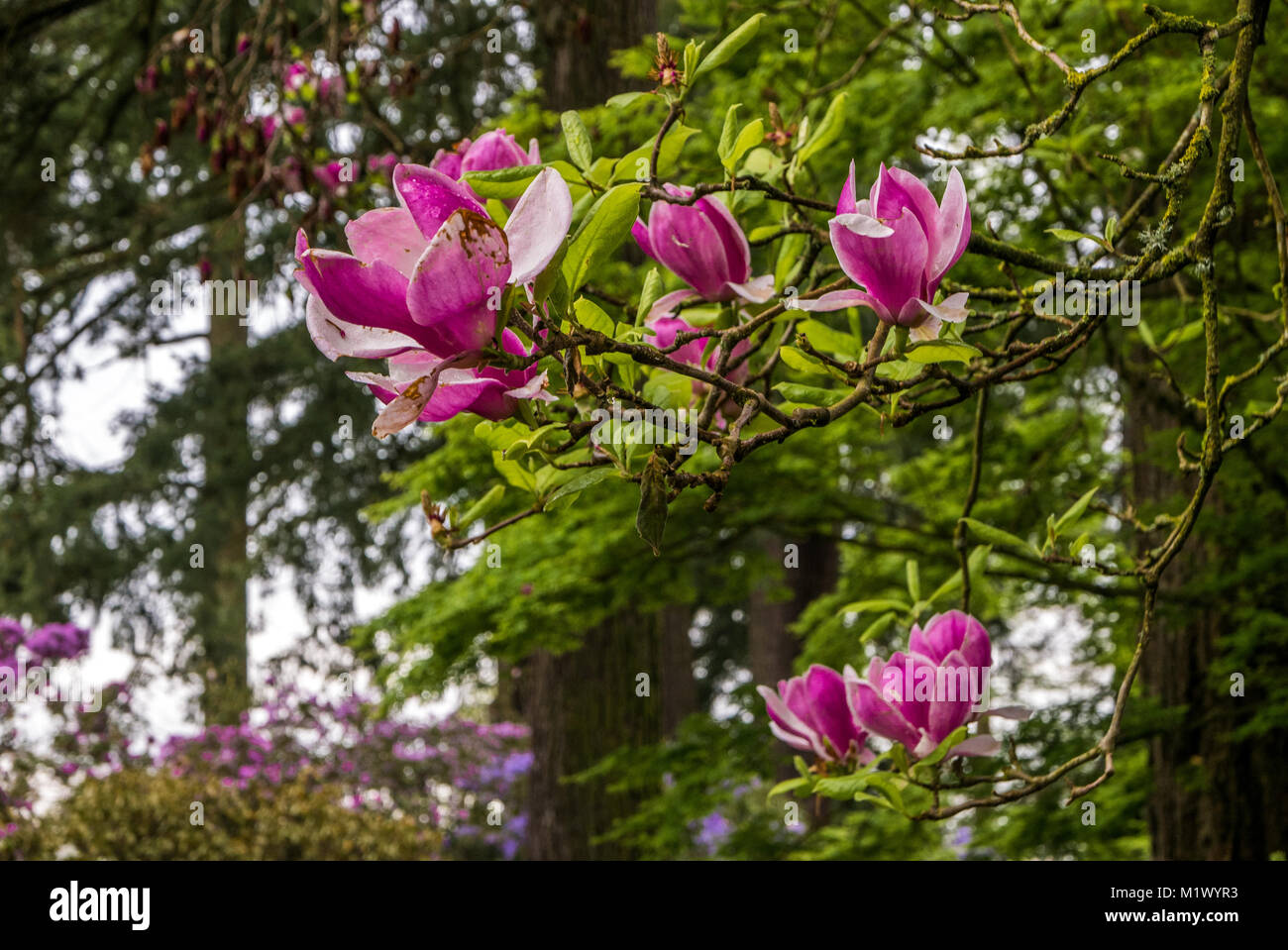 Magnolia tree in Portland's Crystal Springs Rhododendron Garden, Oregon ...