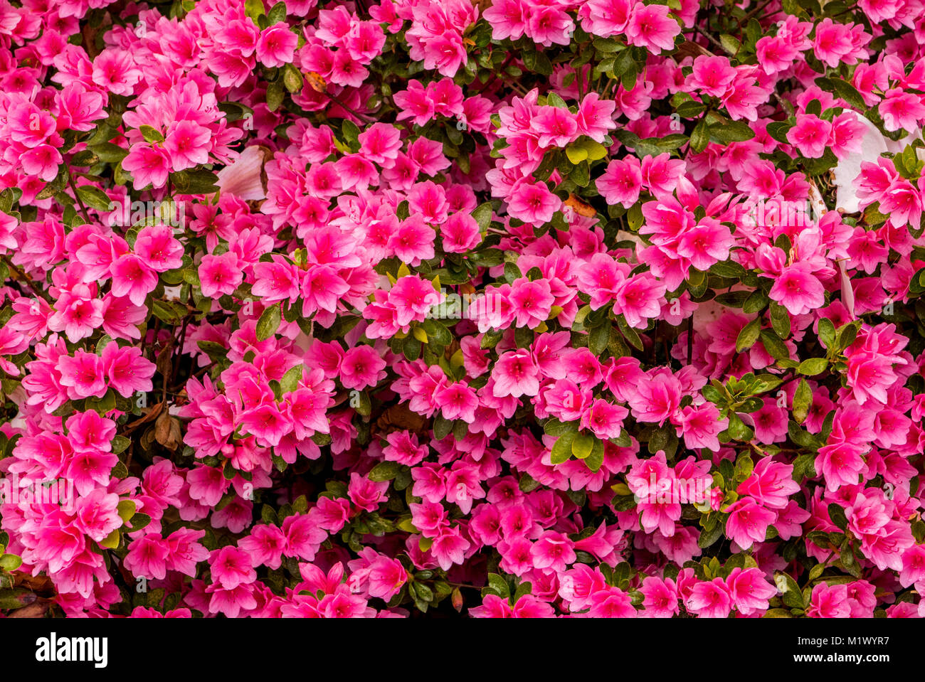 Azaleas in Portland's Crystal Springs Rhododendron Garden, Oregon Stock ...