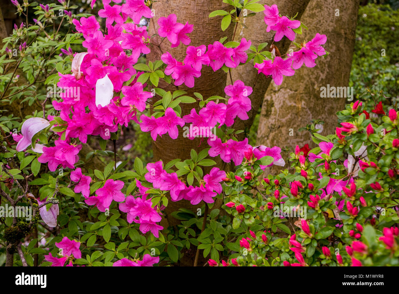 Azaleas in Portland's Crystal Springs Rhododendron Garden, Oregon Stock ...