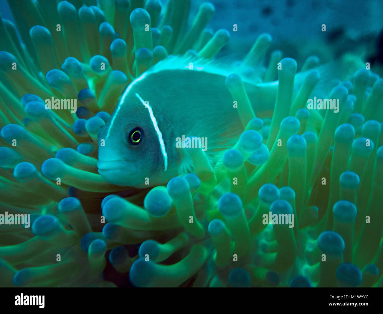 Blue Spotted Trout Stock Photo - Alamy