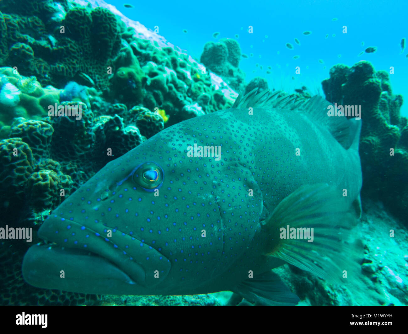 Blue Spotted Trout Stock Photo - Alamy