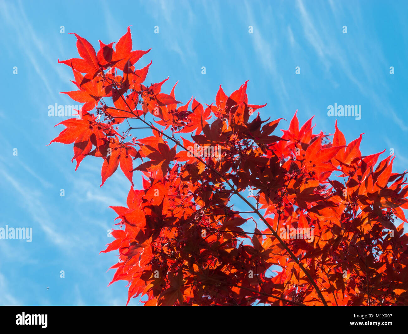 Red maple tree on a blue sky background Stock Photo - Alamy