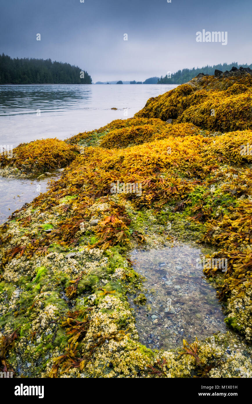 Beach and coastline in the Broken Group Islands, off the west coast of ...
