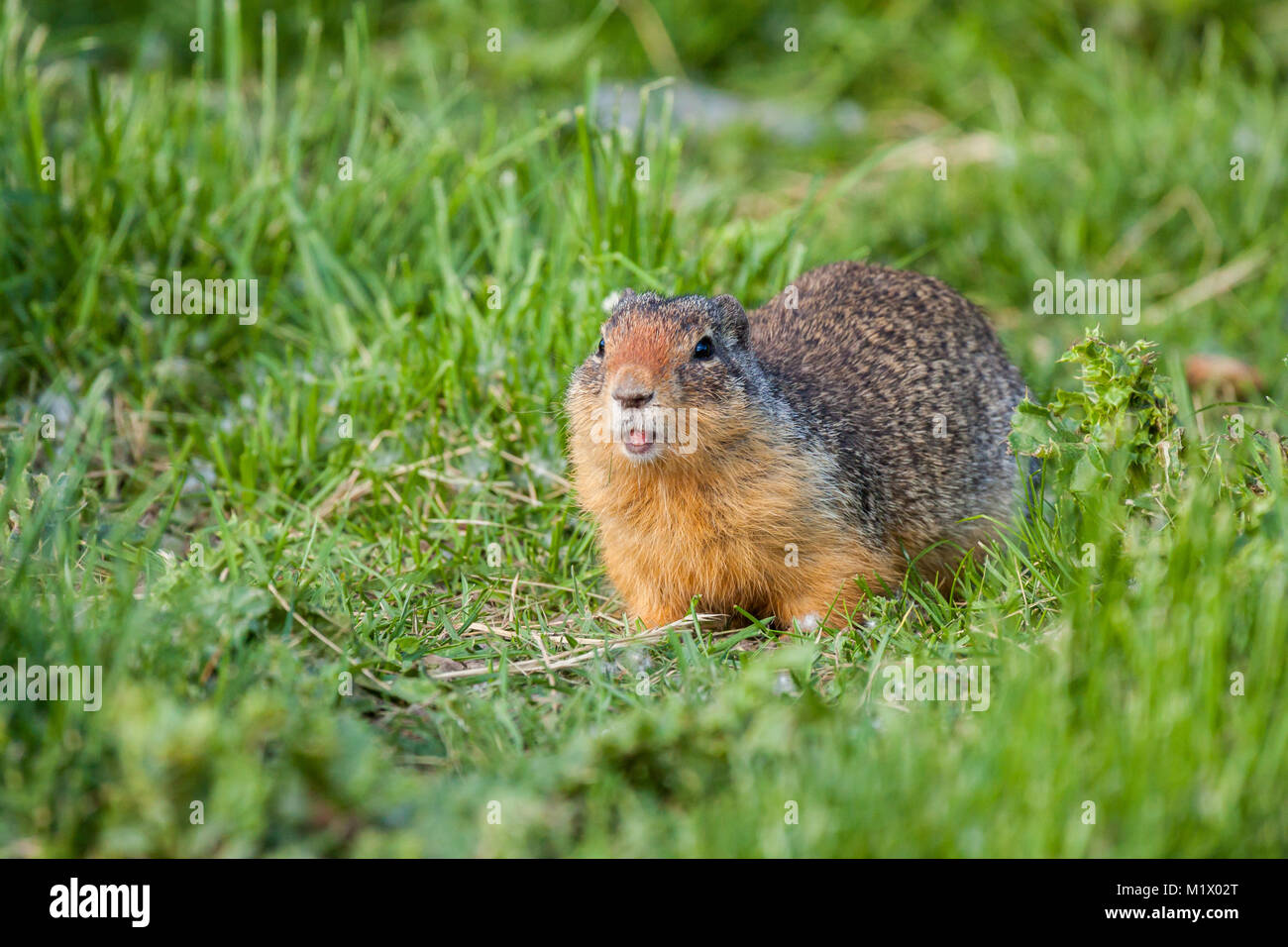 Columbian Ground Squirrel in a grassy field Stock Photo - Alamy