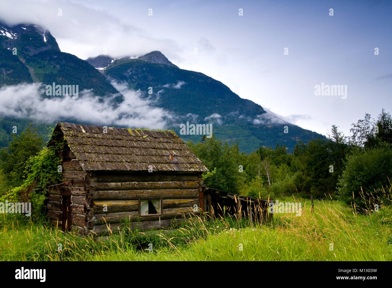 Old overgrown cabin in woods hi-res stock photography and images - Alamy