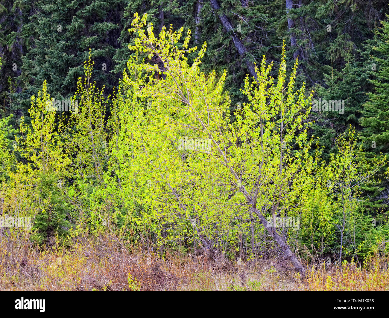 Bright fresh new leaves on a tree in spring, in front of dark ...
