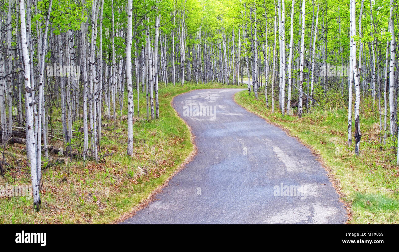A path through an Aspen forest in spring Stock Photo - Alamy