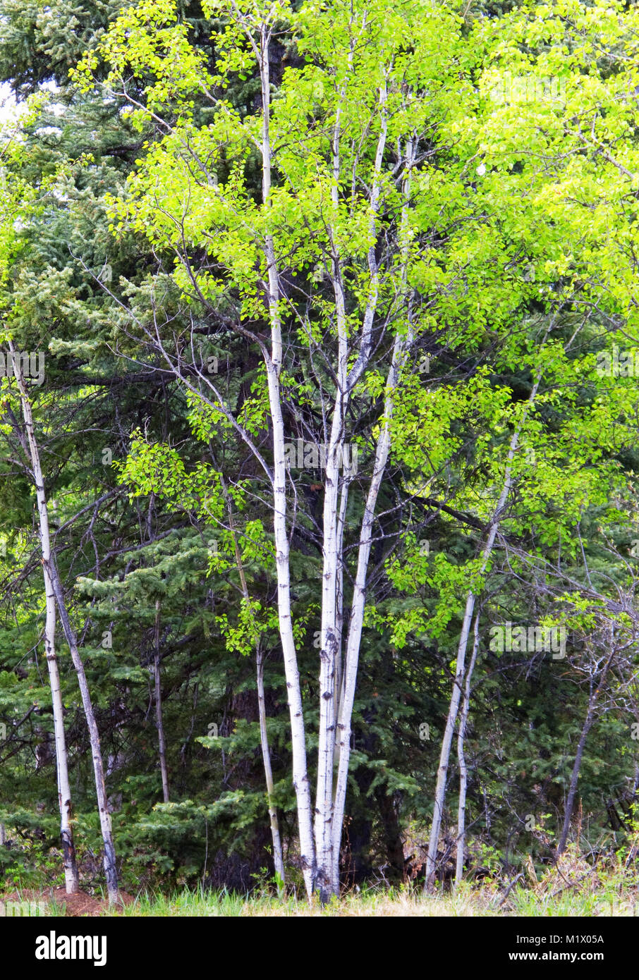 Bright fresh new leaves on a tree in spring, in front of dark ...