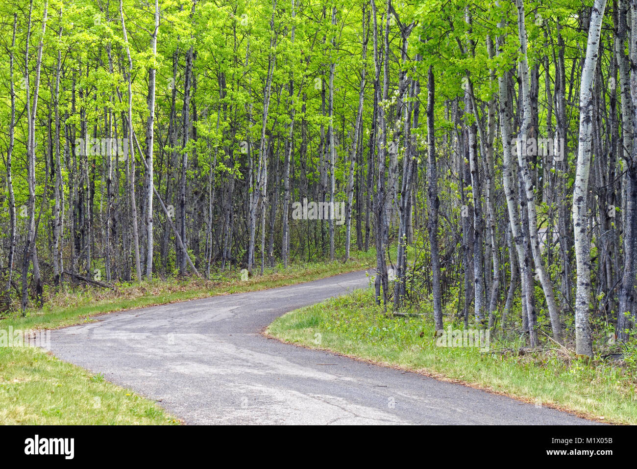 Aspen in spring hi-res stock photography and images - Alamy
