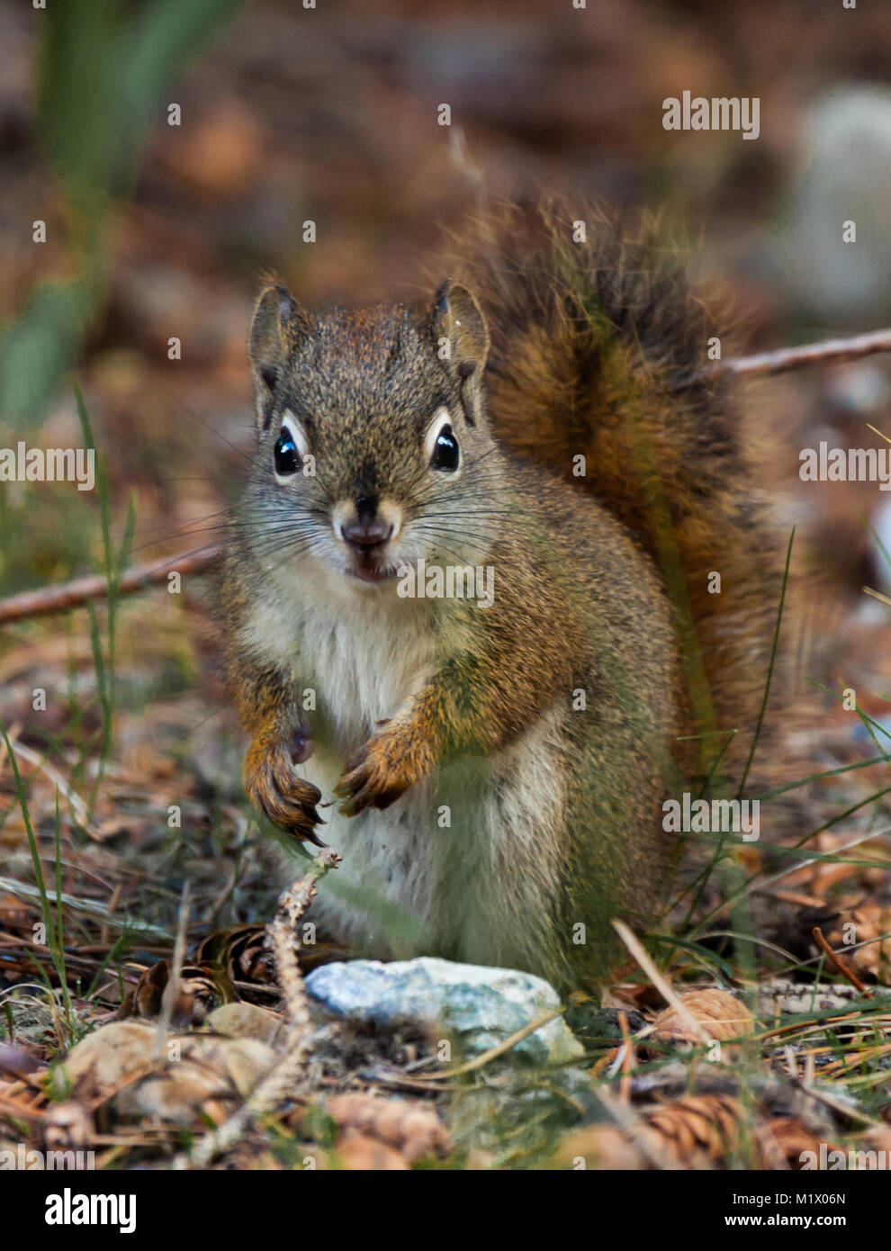 A close up view of red squirrel Stock Photo - Alamy