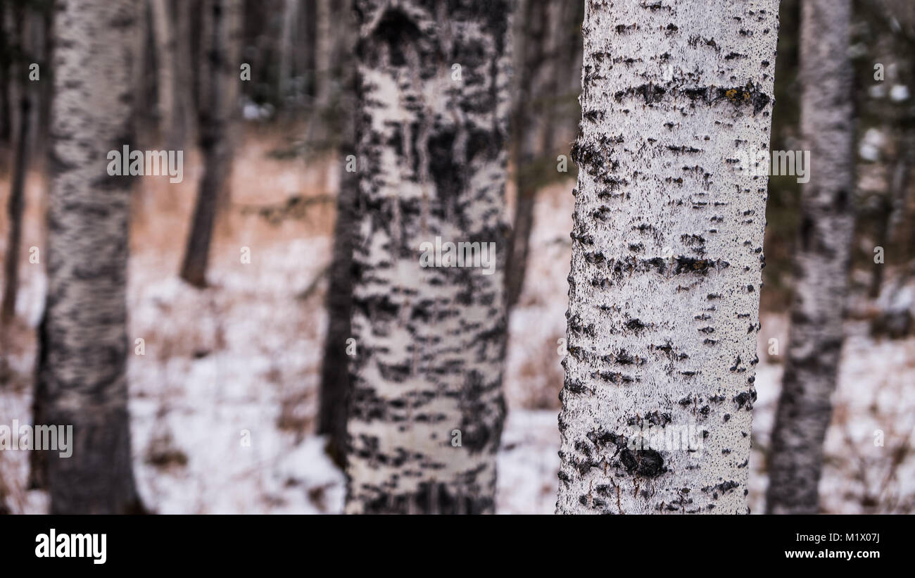 Blurred aspen trees hi-res stock photography and images - Alamy