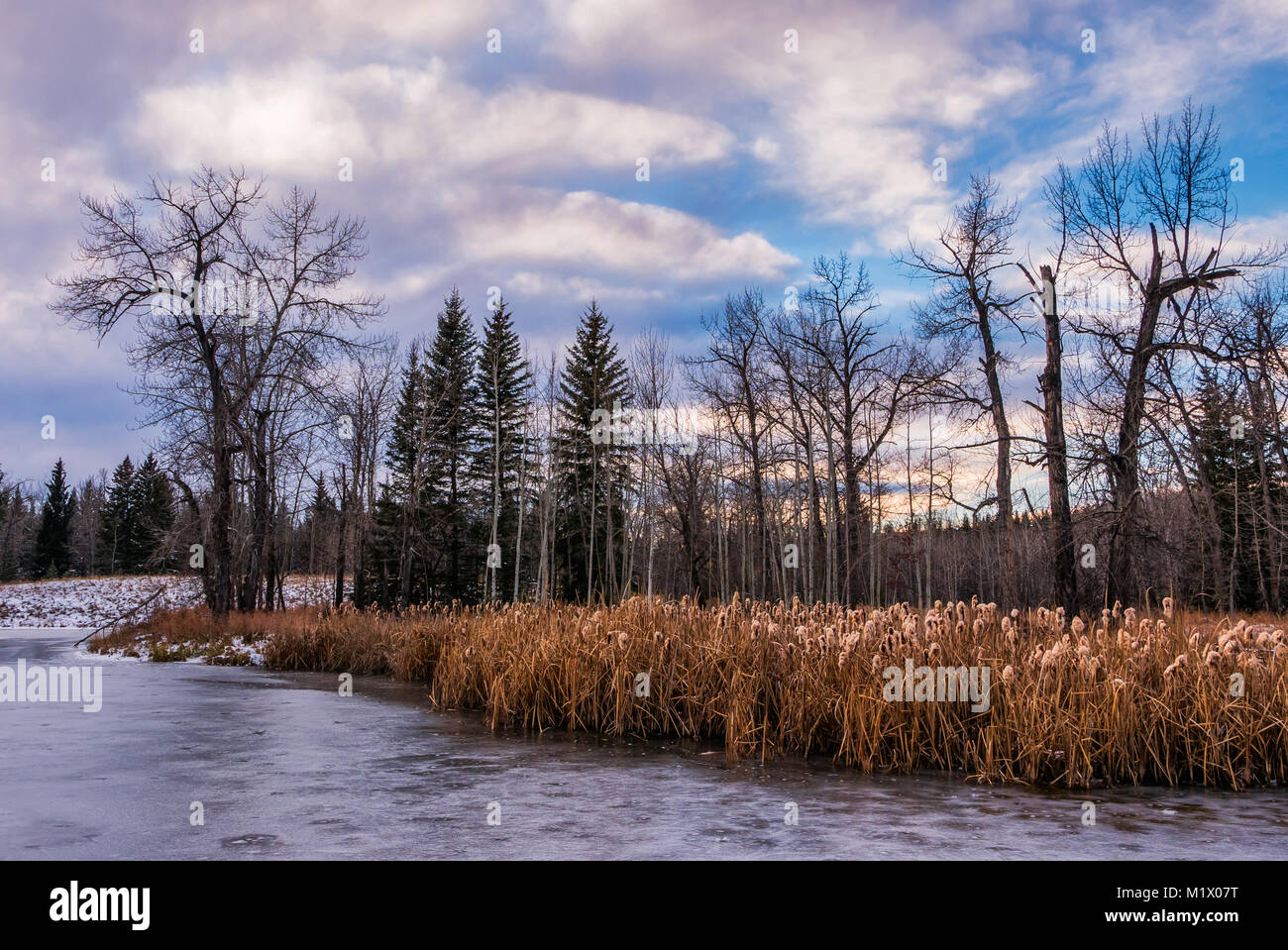 A small frozen pond with cattails in Winter Stock Photo - Alamy