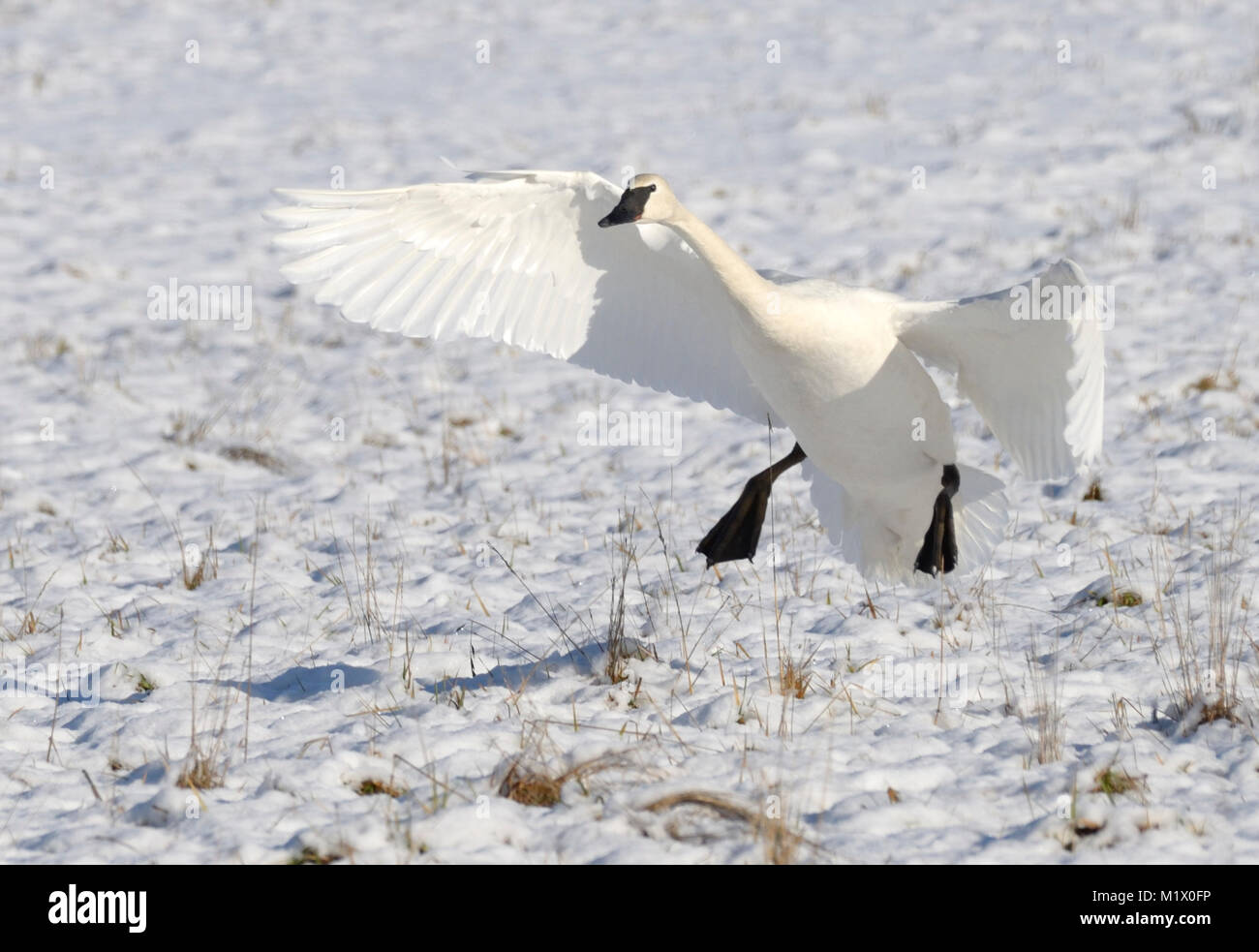 Trumpeter swan landing, Courtenay, Vancouver Island, British Columbia ...