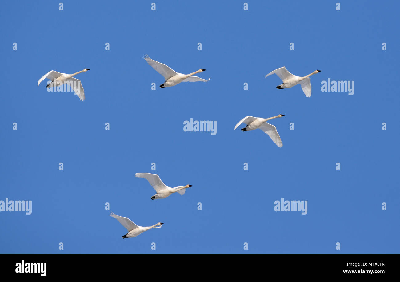 Swans in formation hi-res stock photography and images - Alamy