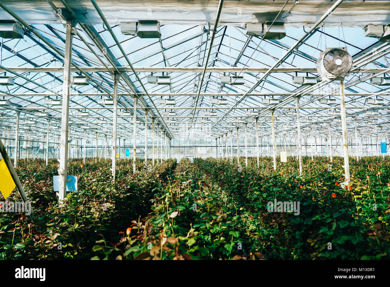 Greenhouse roses growing under daylight Stock Photo - Alamy