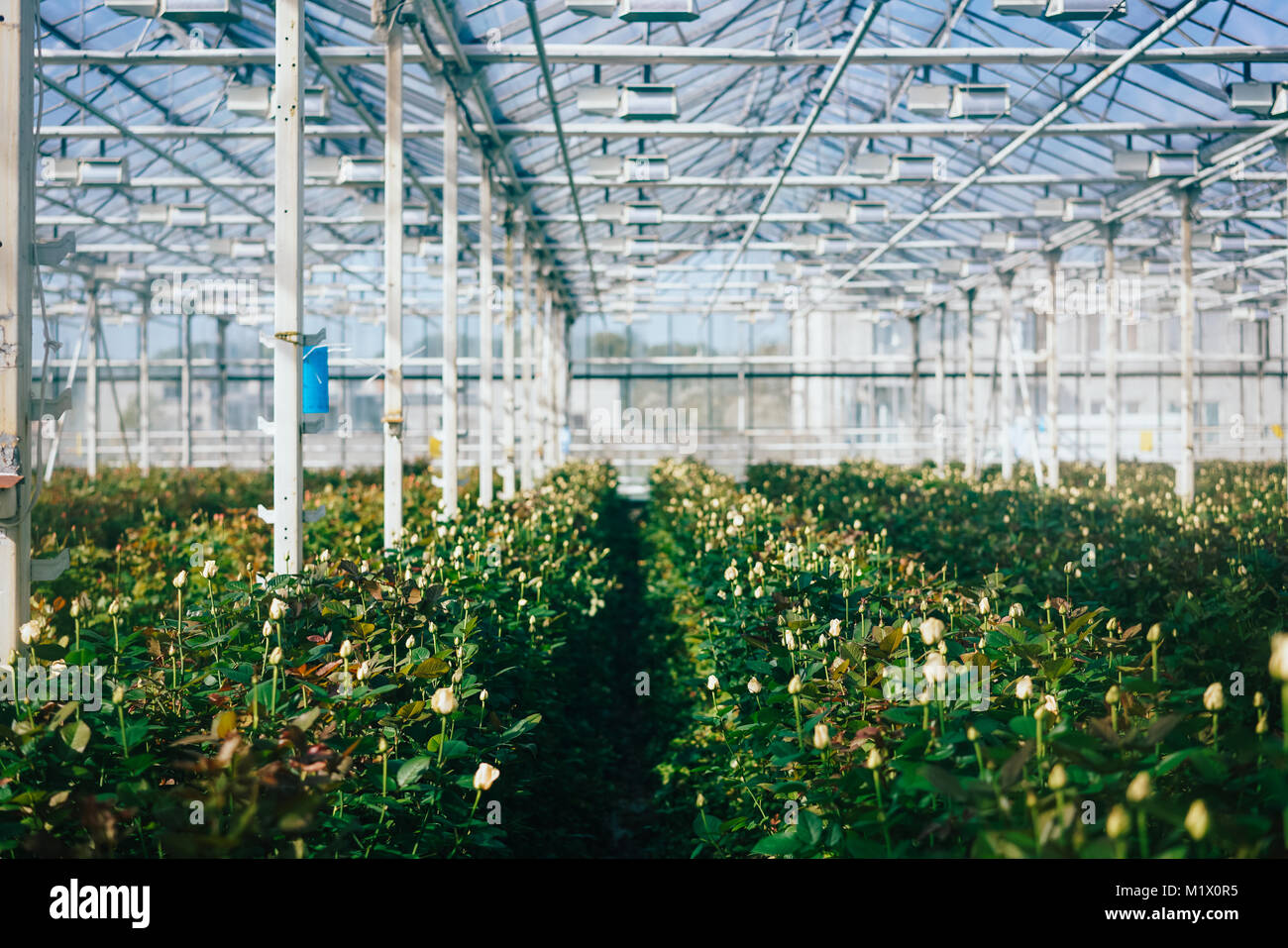 Greenhouse roses growing under daylight Stock Photo - Alamy