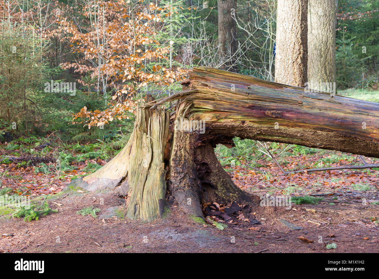 Fallen tree in a dutch forest - Storm Stock Photo - Alamy