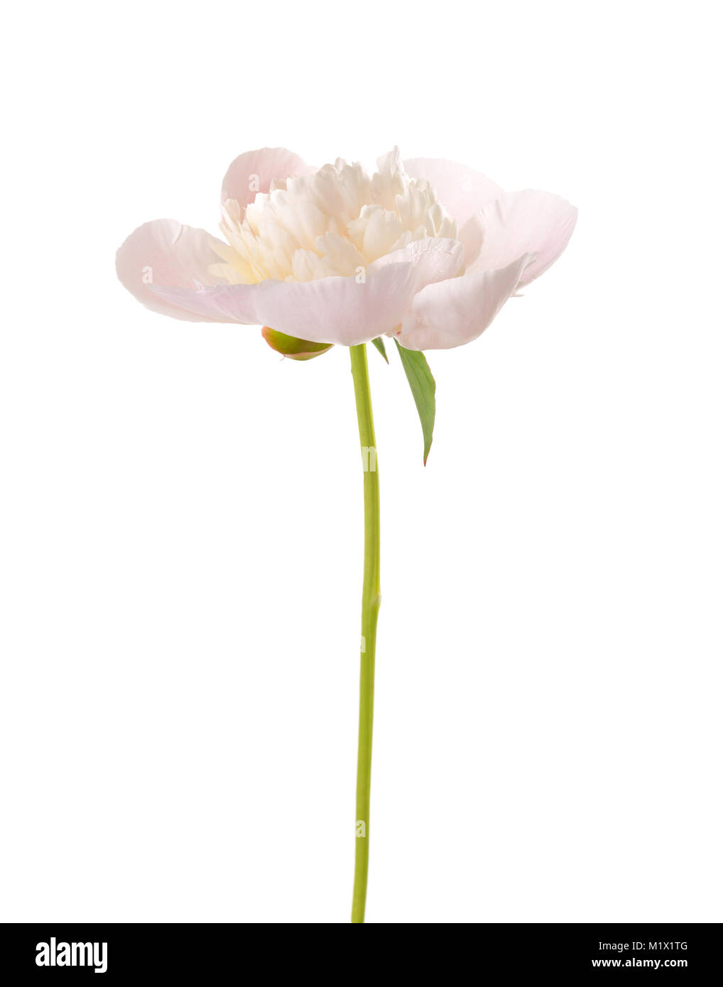 Pale pink peony isolated on white background Stock Photo - Alamy