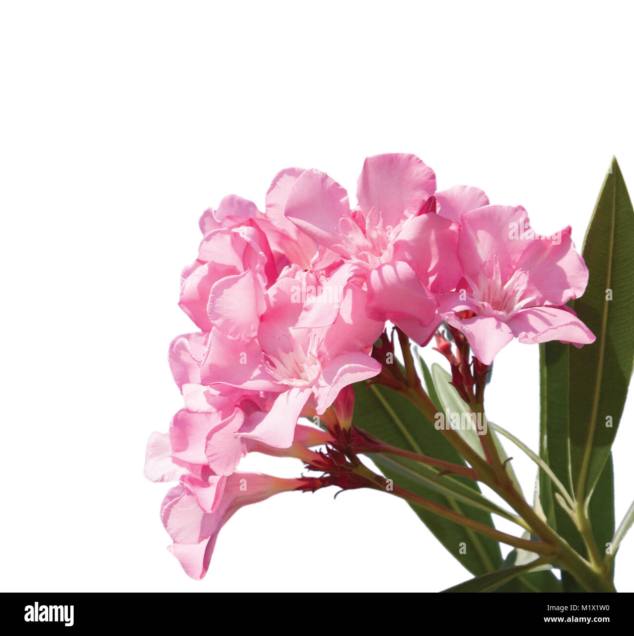 Pink flowers of oleander isolated on white background Stock Photo - Alamy