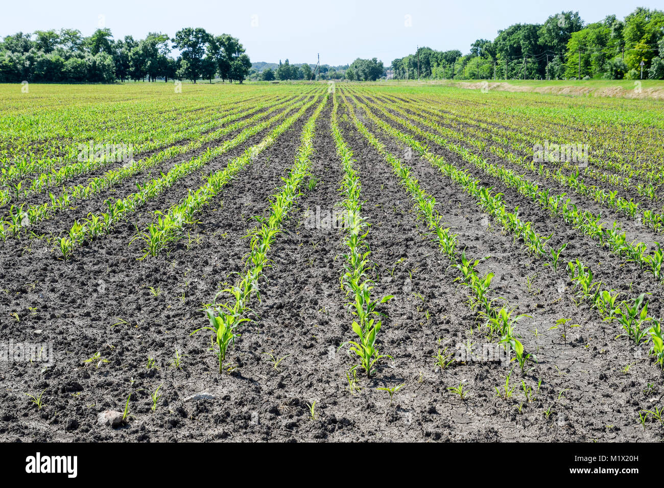 Field of seedlings of corn. Young corn in the field Stock Photo - Alamy