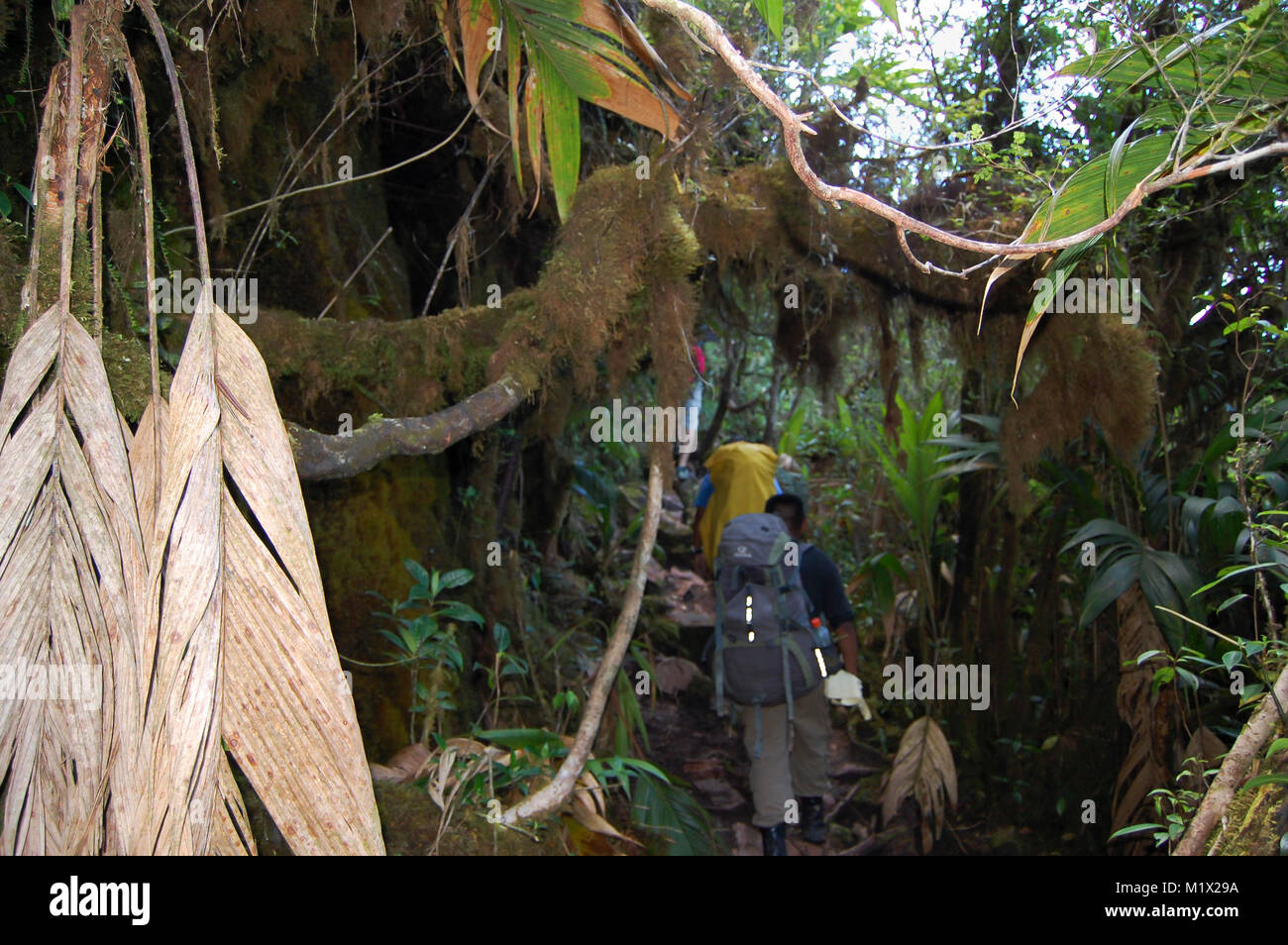 Roraima Tropical Forest - Venezuela Stock Photo - Alamy