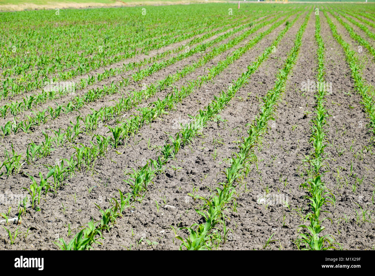 Field of seedlings of corn. Young corn in the field Stock Photo - Alamy
