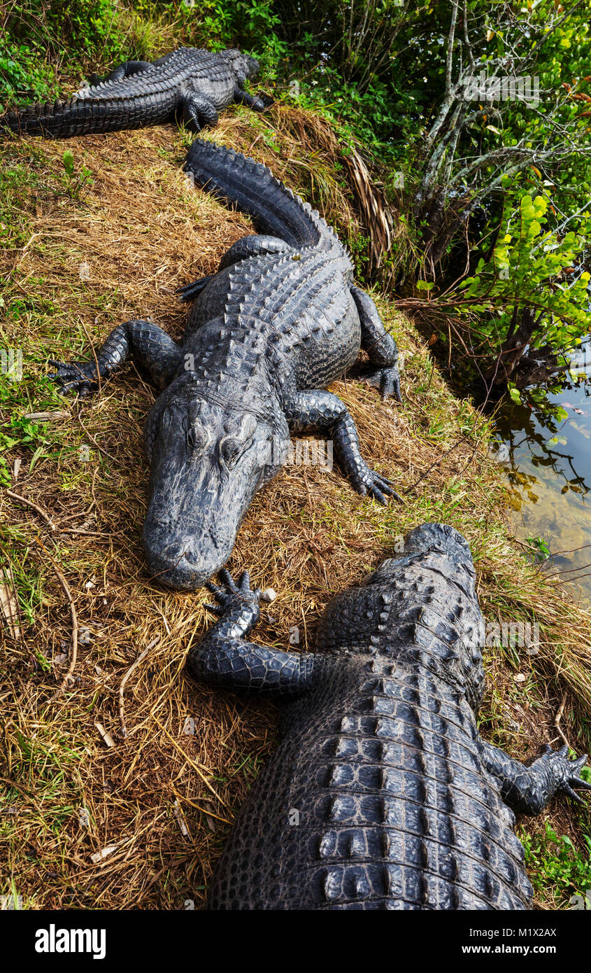 Alligator in Florida Stock Photo - Alamy