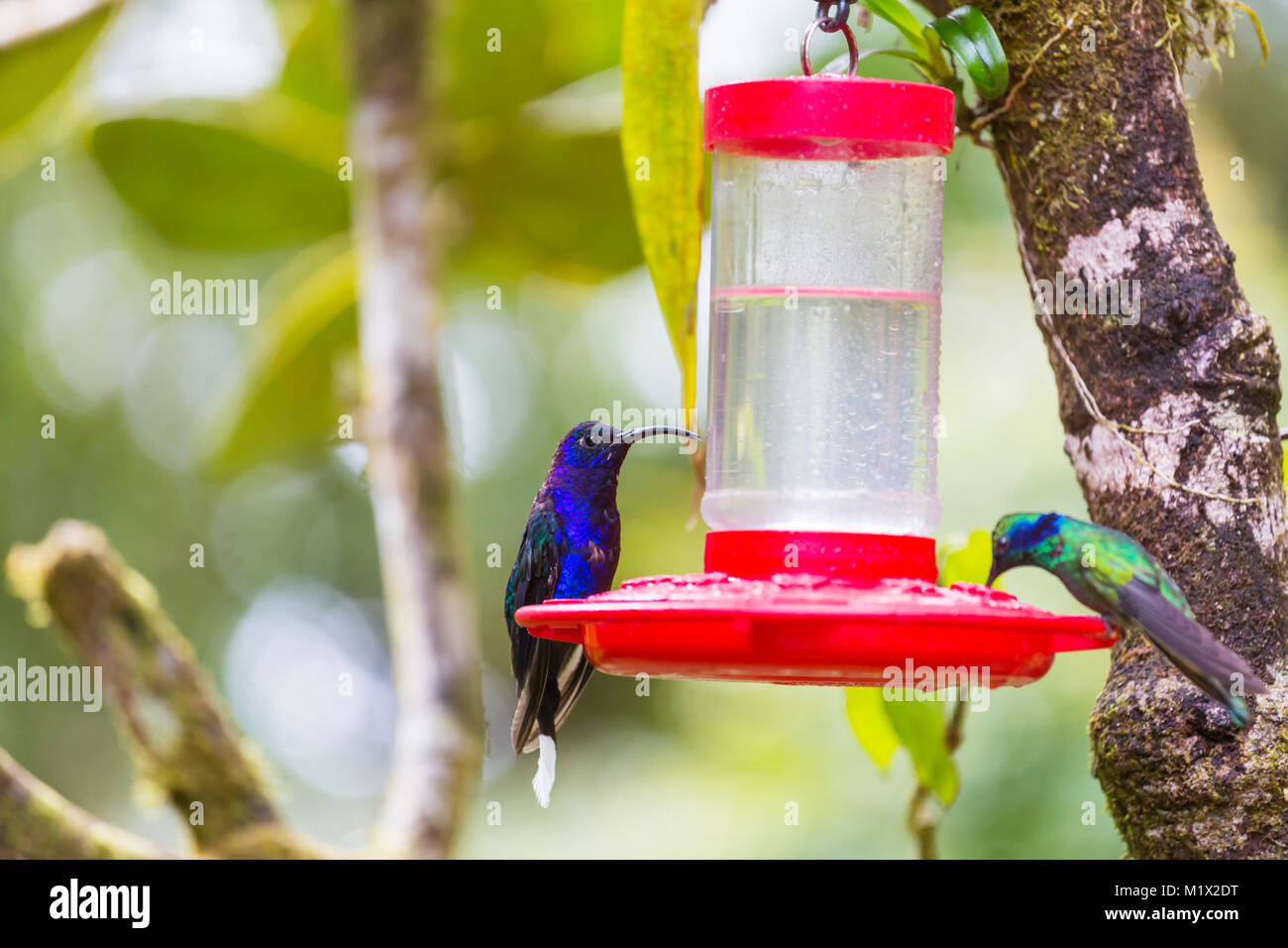 Colorful Hummingbird in Costa Rica, Central America Stock Photo - Alamy