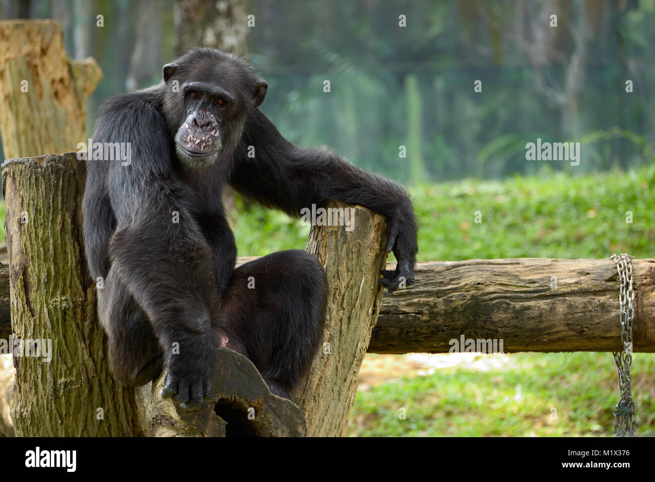 Funny Chimp High Resolution Stock Photography and Images - Alamy