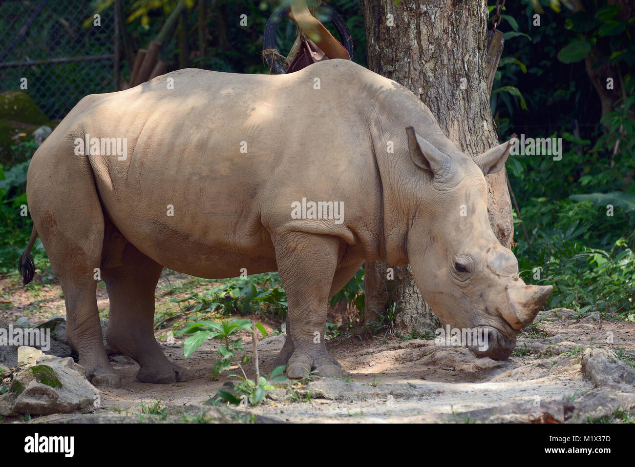 Huge rhino standing near the tree Stock Photo - Alamy