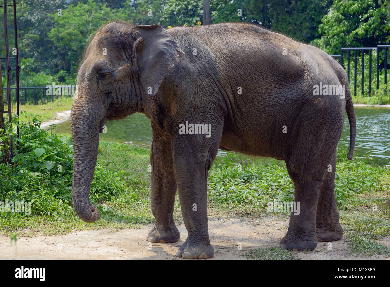 Indian elephant near a pond Stock Photo - Alamy