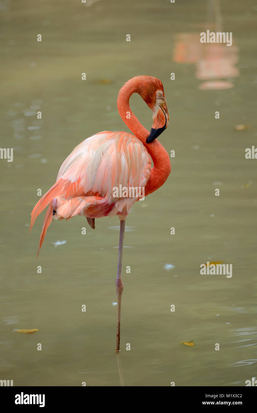 American Flamingo is standing on one leg in pond Stock Photo - Alamy
