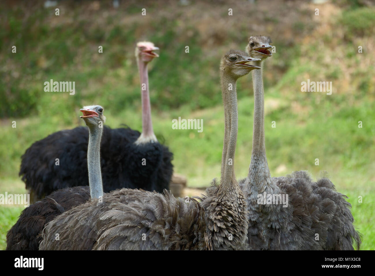 Flock of ostriches close up Stock Photo - Alamy