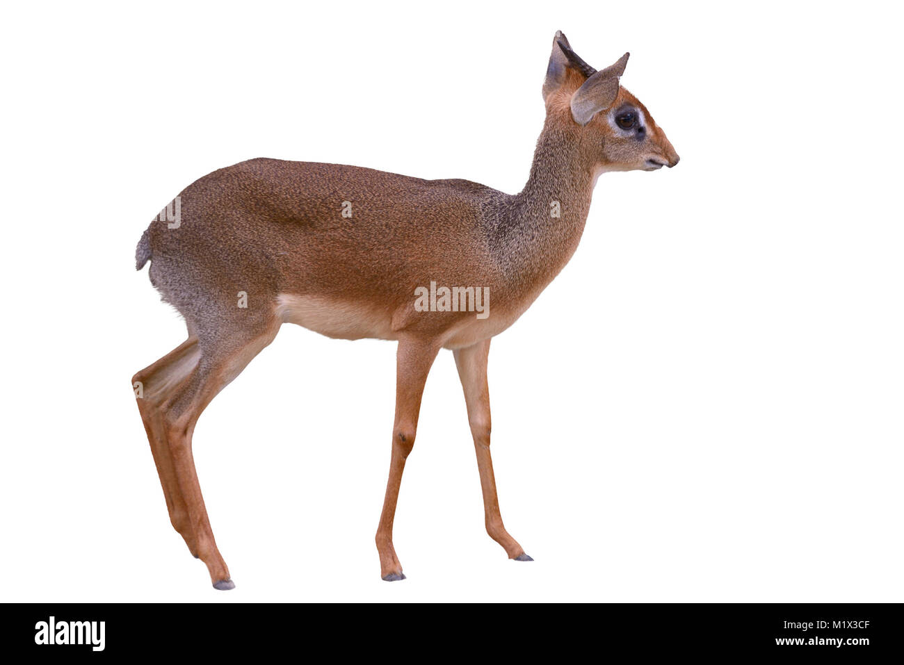 Antelope dik-dik isolated on a white background Stock Photo - Alamy
