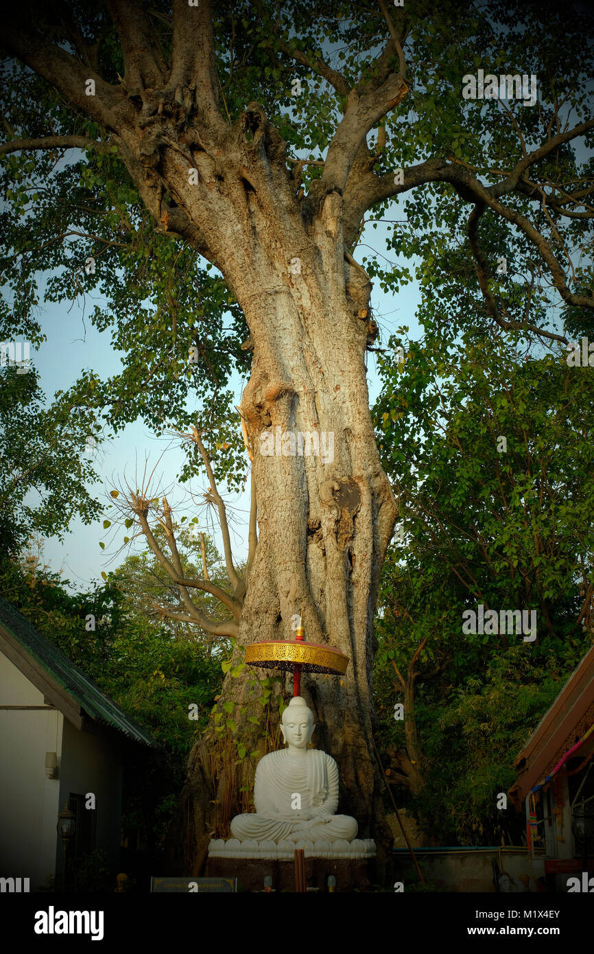 A Buddha statue underneath a big tree in a temple in Chiang Mai ...