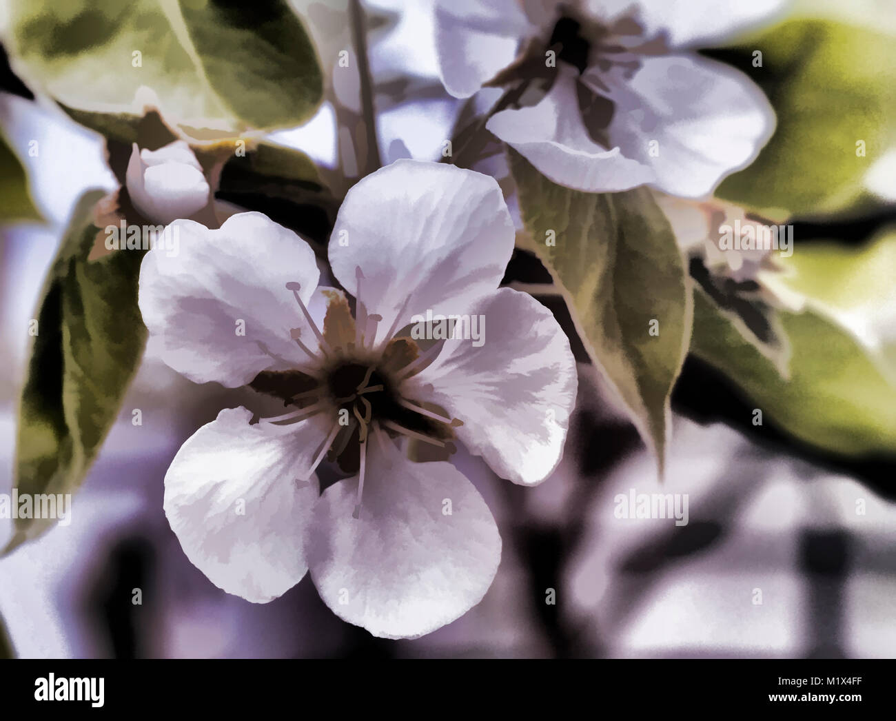 The pear tree with lots of pink and white flowers and buds in a green ...