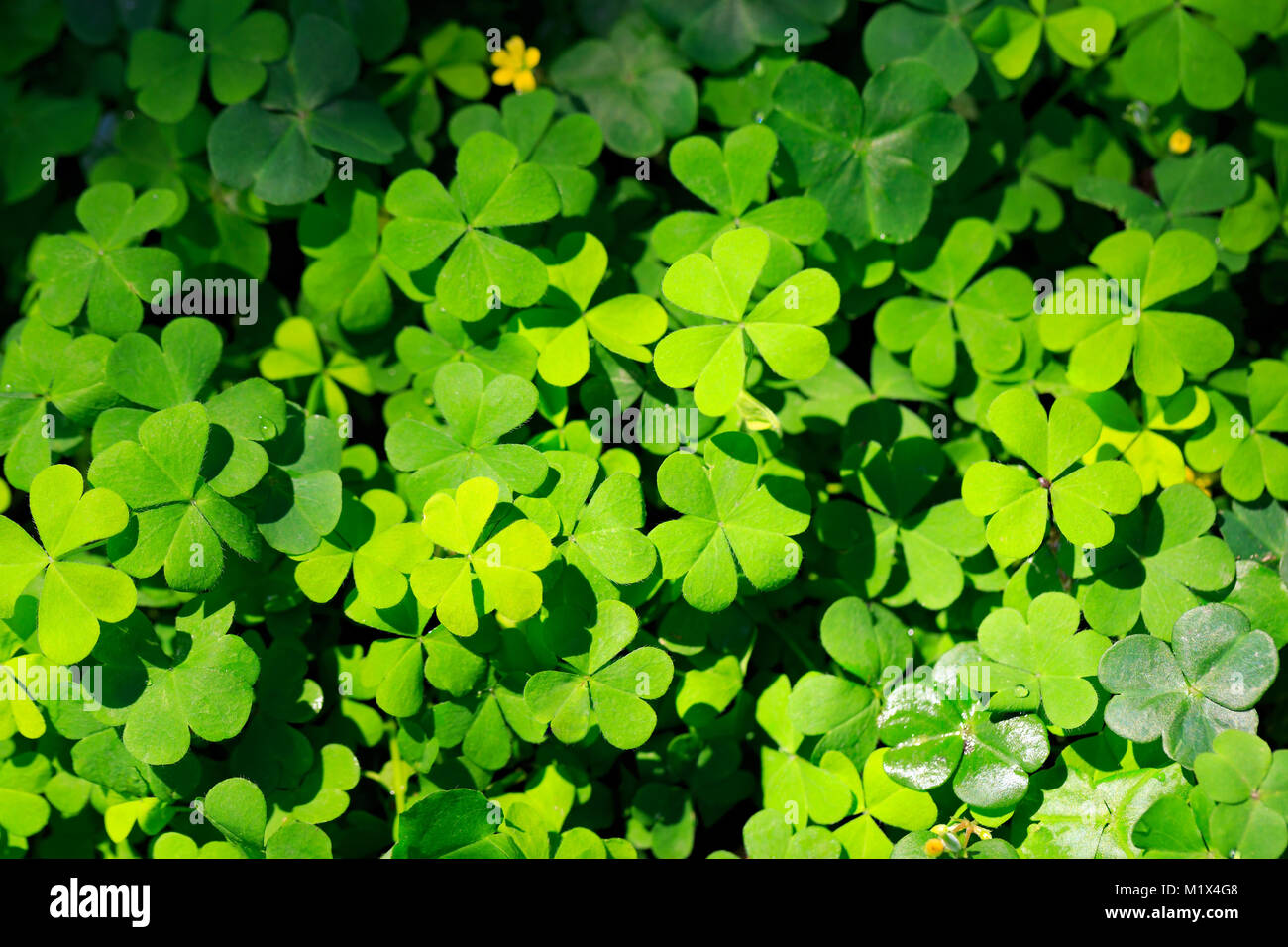Clover and little yellow flower Stock Photo - Alamy