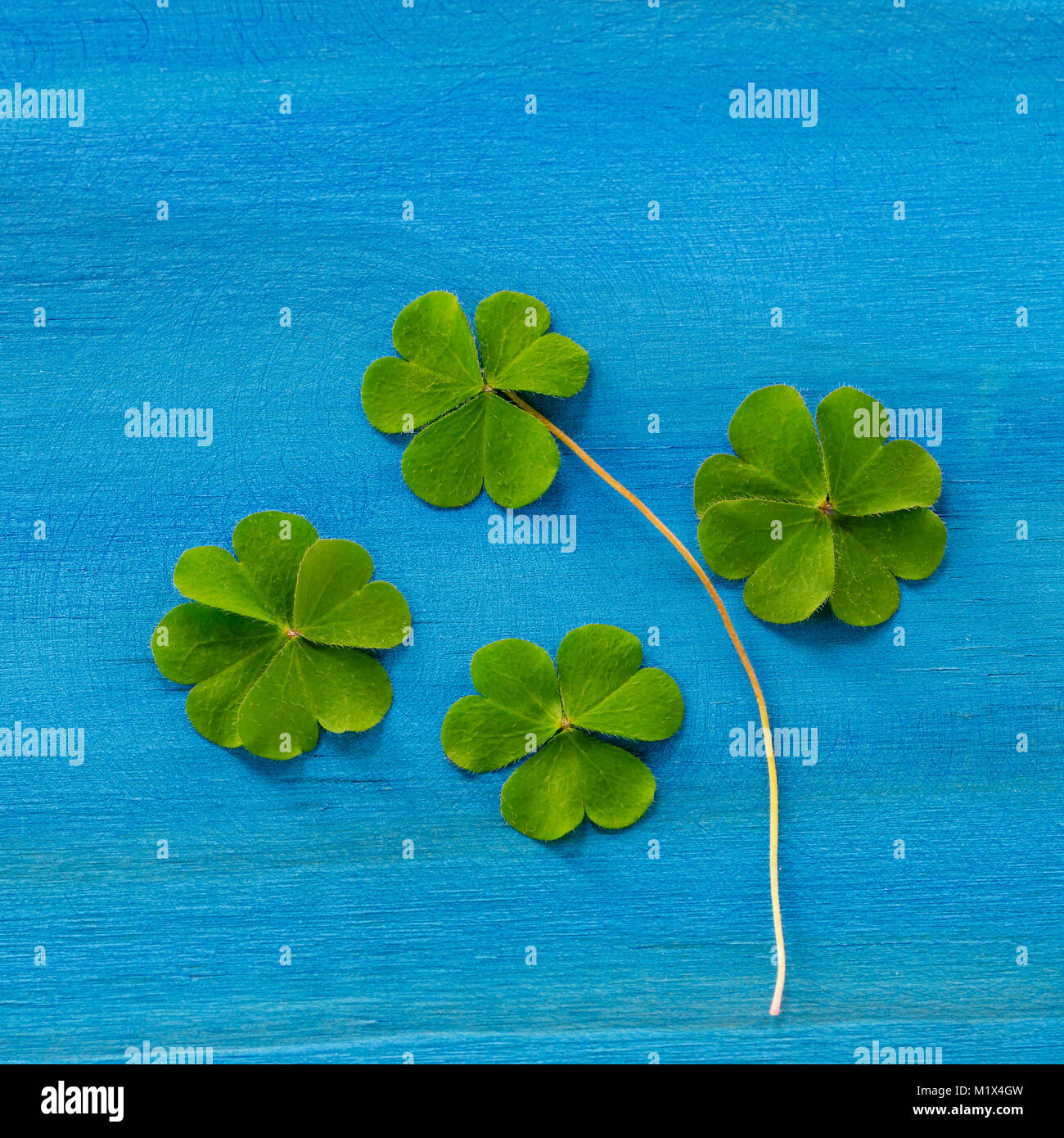 Irish redwood hi-res stock photography and images - Alamy
