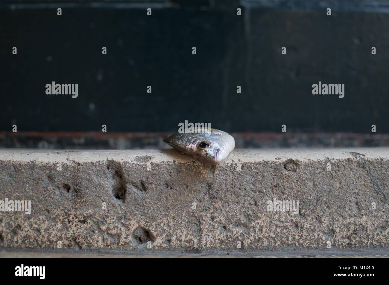 Dead Fish on Doorstep in Dubrovnik, Croatia Stock Photo - Alamy