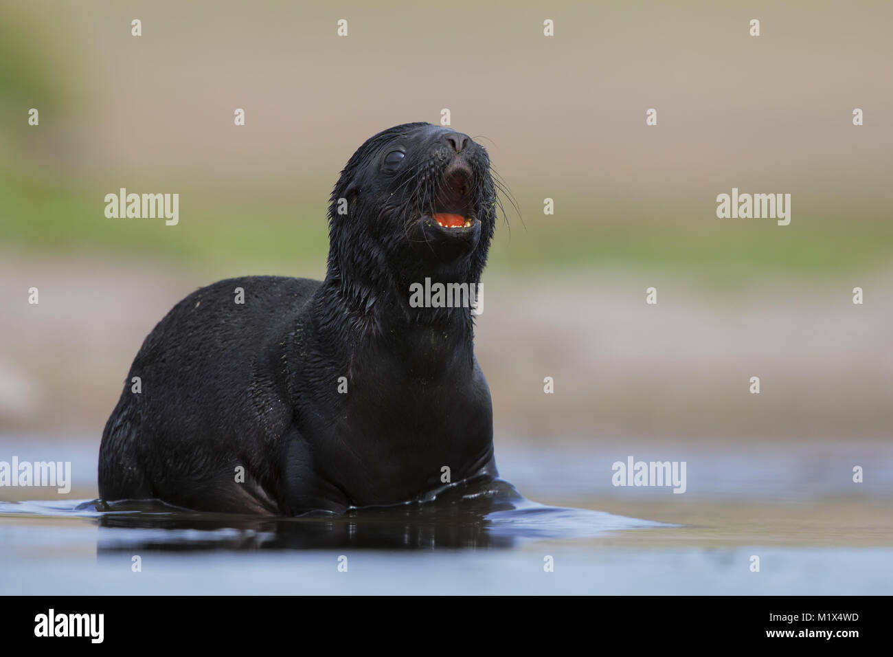 Sea lion pup Stock Photo - Alamy
