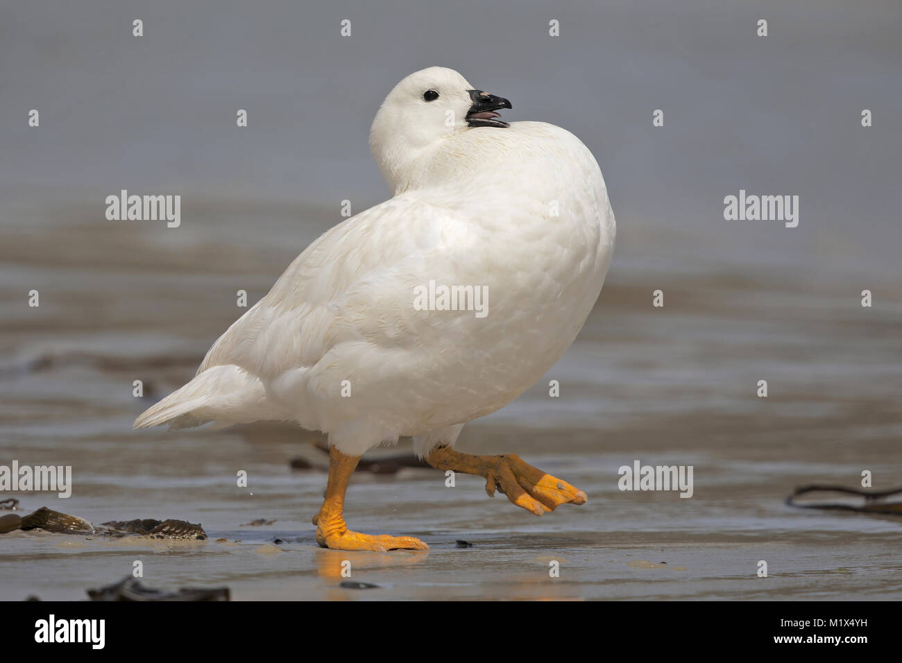 Kelp goose Gander Stock Photo - Alamy