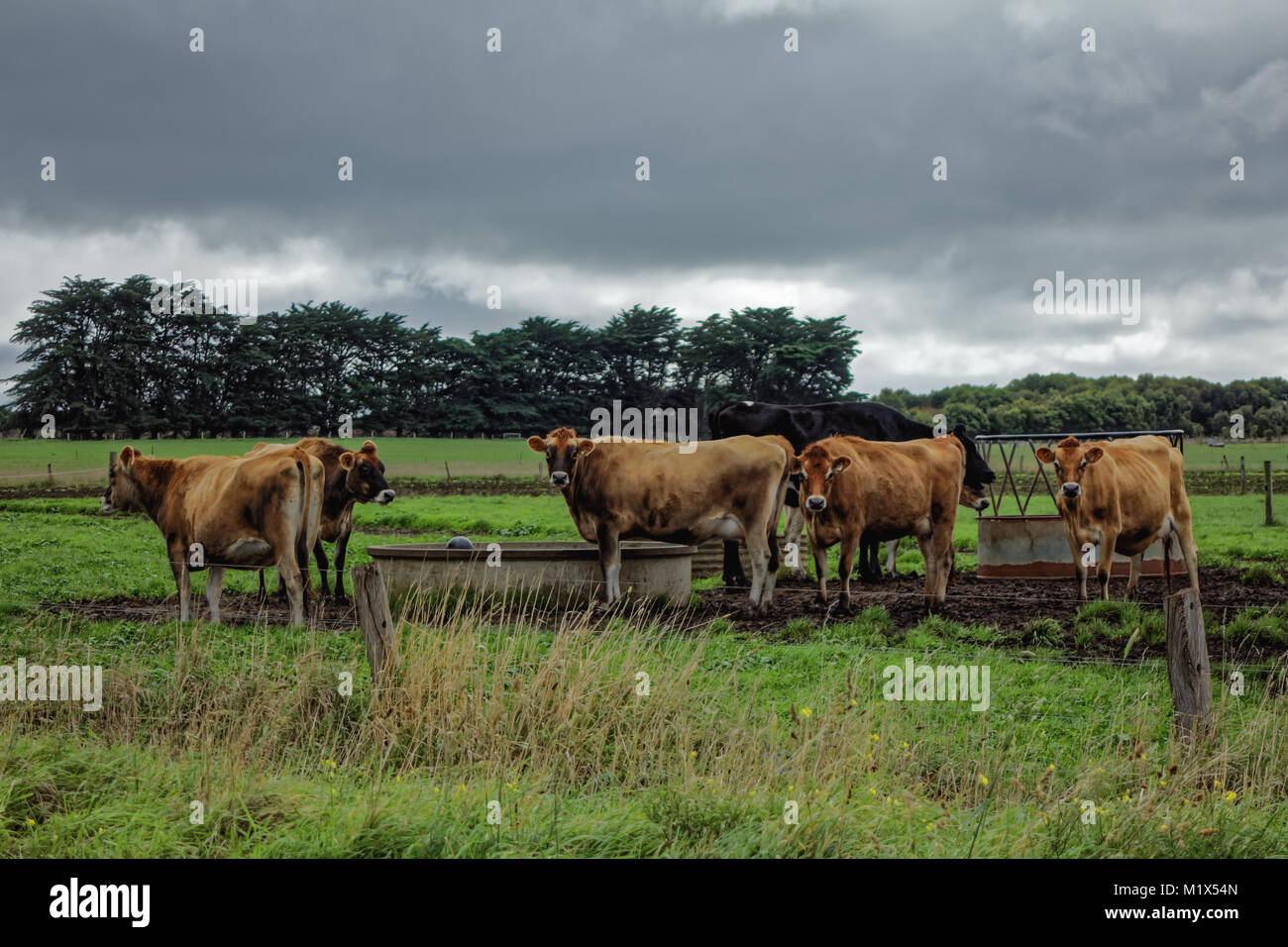 Cows staring at the audience in an Australian farming district Stock ...