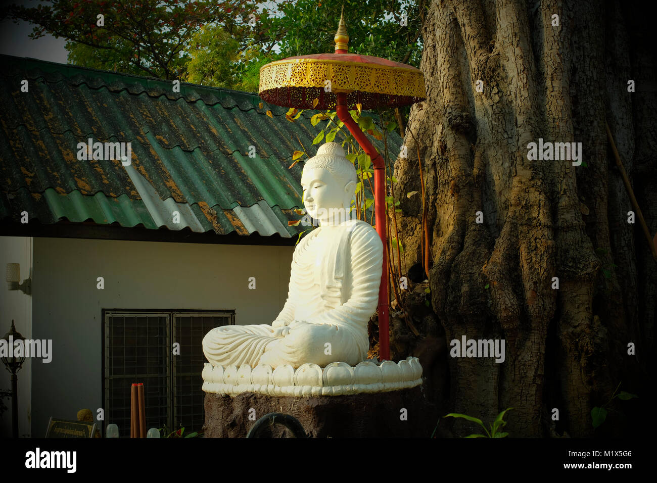 A Buddha statue underneath a big tree in a temple in Chiang Mai ...