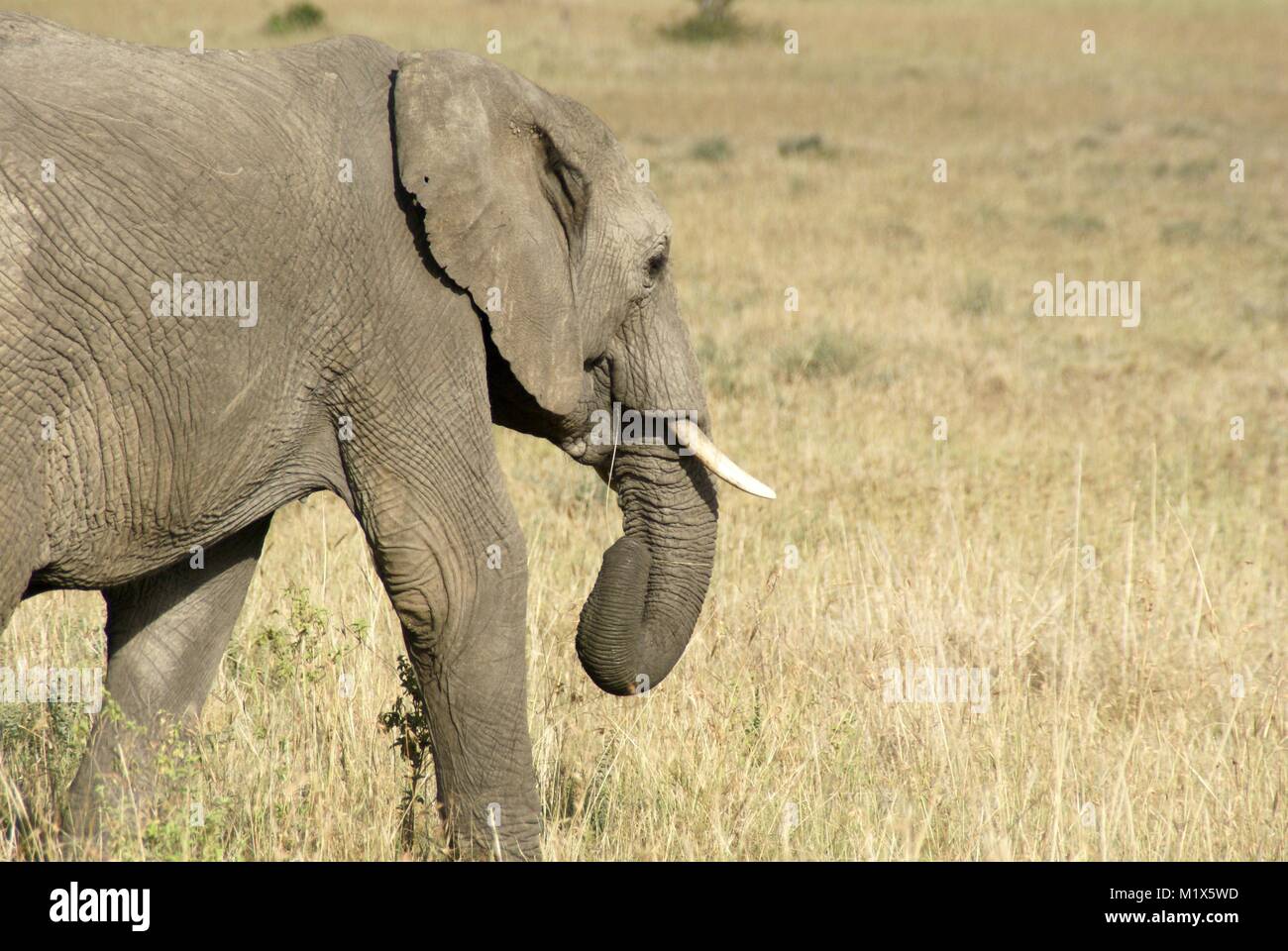 African Savanna Elephant Stock Photos & African Savanna Elephant Stock ...