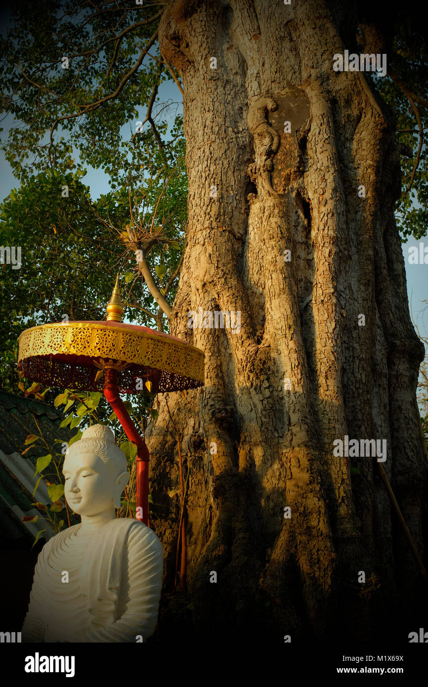 A Buddha statue underneath a big tree in a temple in Chiang Mai ...