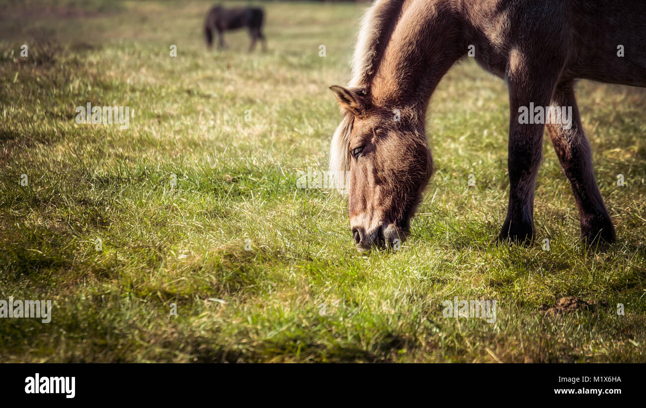 Horses walking and grazing in a Virginia meadow Stock Photo - Alamy
