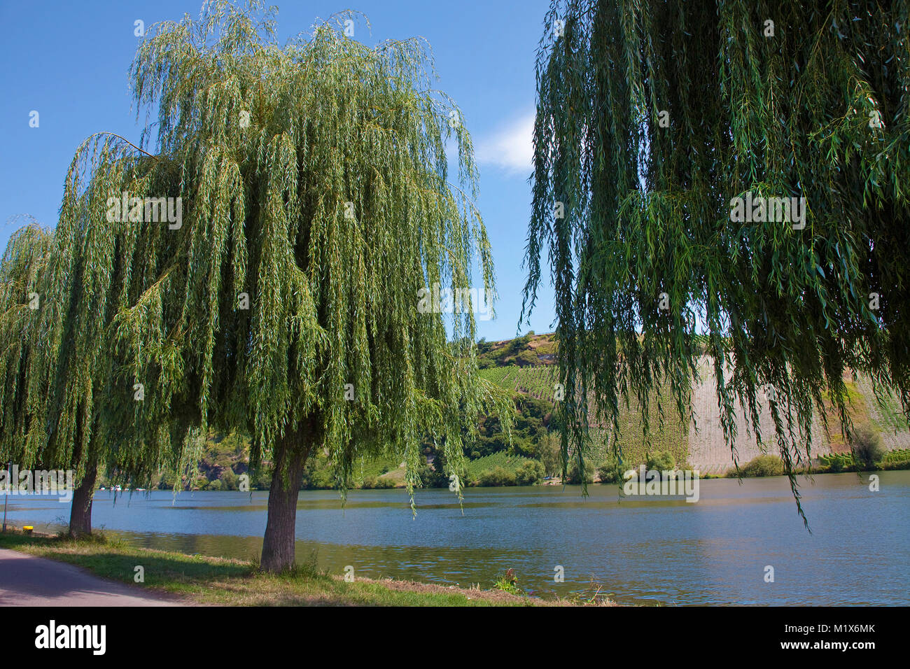 Trauerweiden salix babylonica hi-res stock photography and images - Alamy