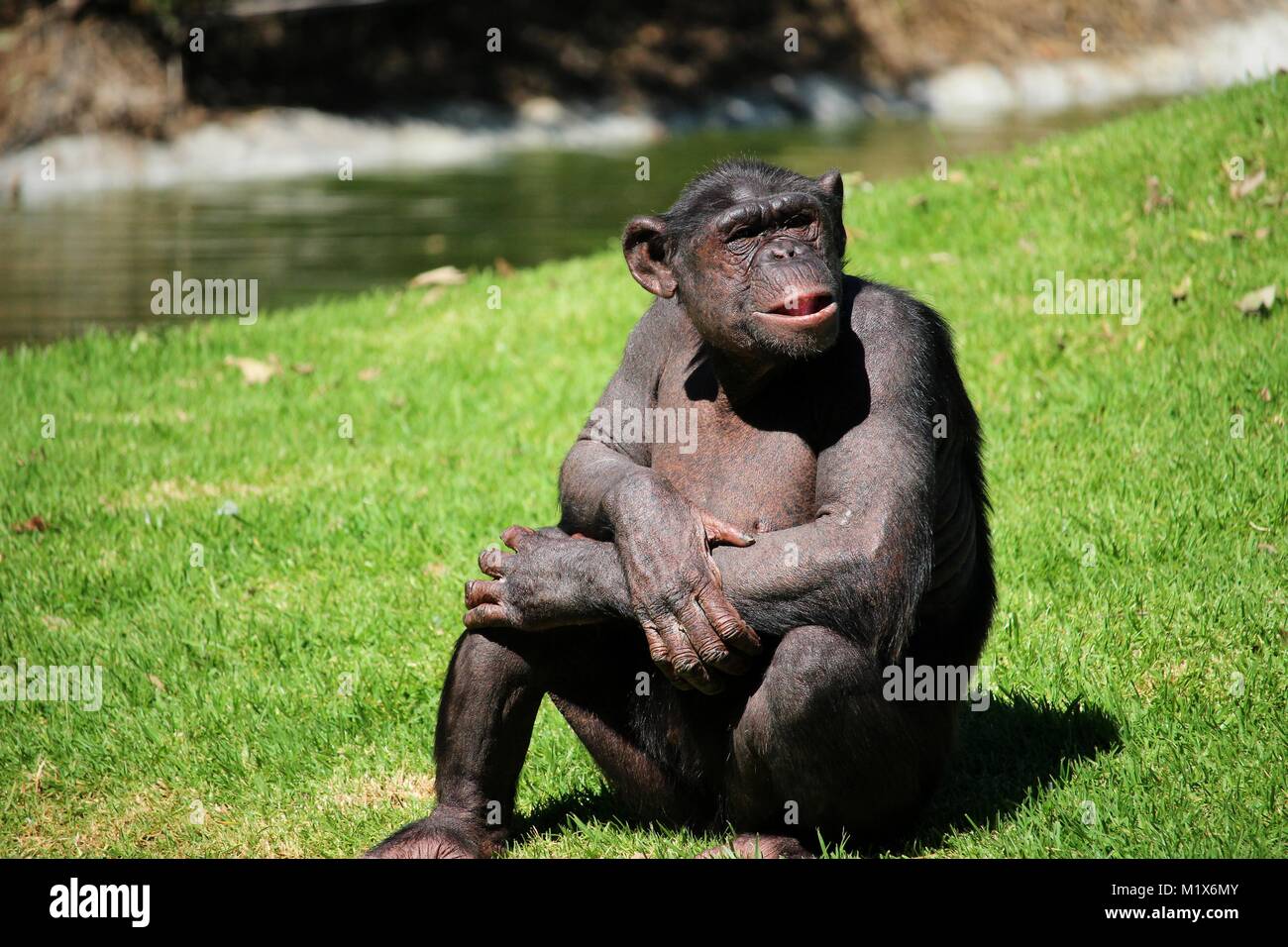 Chimpanzee relaxing on a sunny day Stock Photo - Alamy